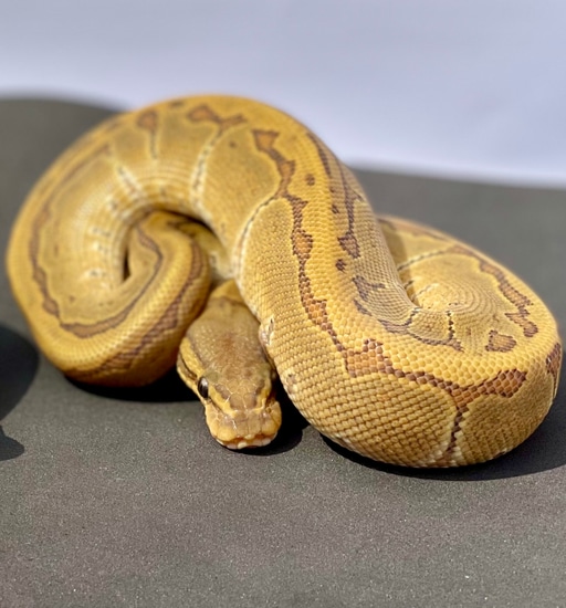 Black Head Enchi Pinstripe Hypo Ball Python by Maddox Morphs