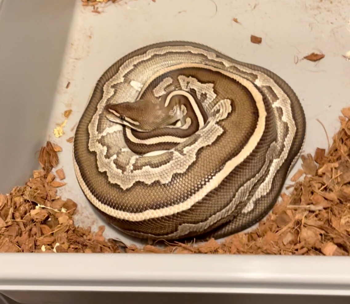 Blackhead Leopard Lesser Pos Het Pied Ball Python by Maddox Morphs ...