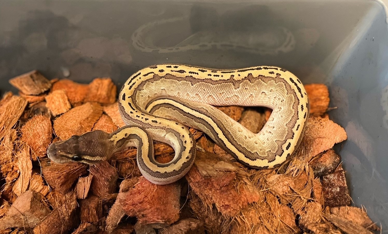 Black Head Leopard Pinstripe Lesser Het Hypo Pos Het Pied Ball Python ...
