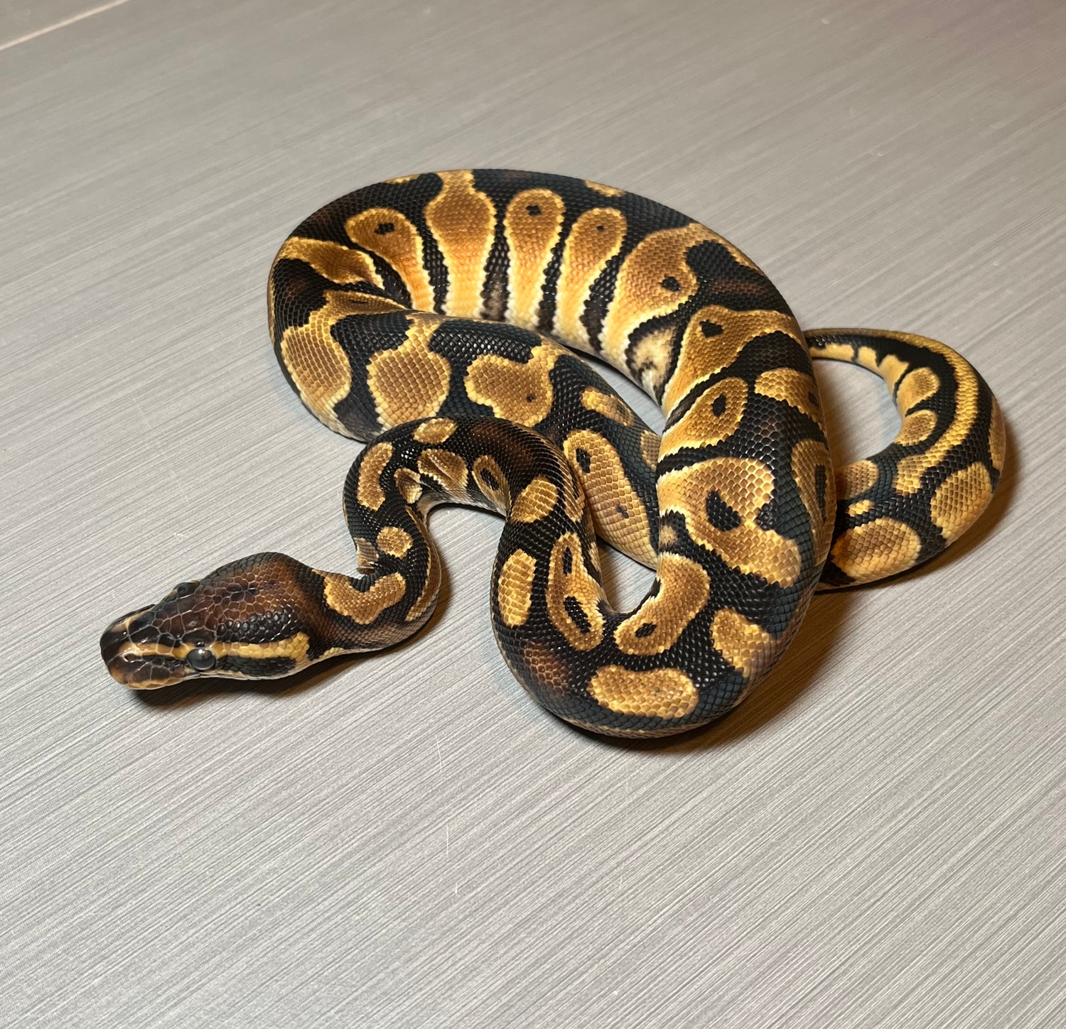 Orange Dream 50% Het Monsoon Ball Python by Maddox Morphs - MorphMarket