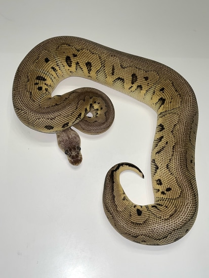 Black Pewter Clown Ball Python by Maddox Morphs
