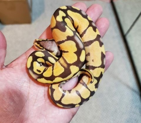 Pastel Monarch 100% Het G-stripe Ball Python by Maddox Morphs