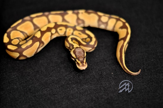 Pastel Monarch 100% Het G-stripe Ball Python by Maddox Morphs