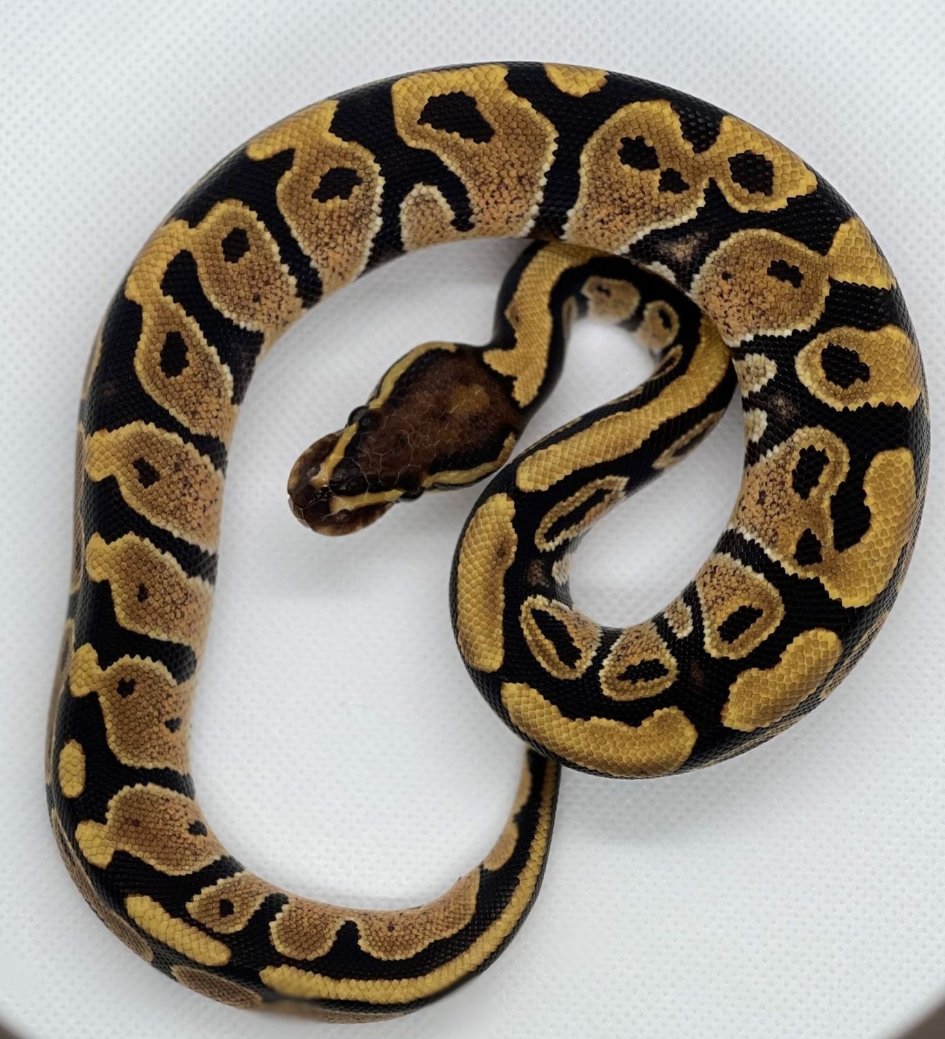 Fire 66% Het Monarch Ball Python by Maddox Morphs - MorphMarket