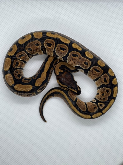 Red Stripe 66% Het Monarch Ball Python by Maddox Morphs
