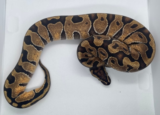 1.1 Monsoon Hypo Project Ball Python by Maddox Morphs