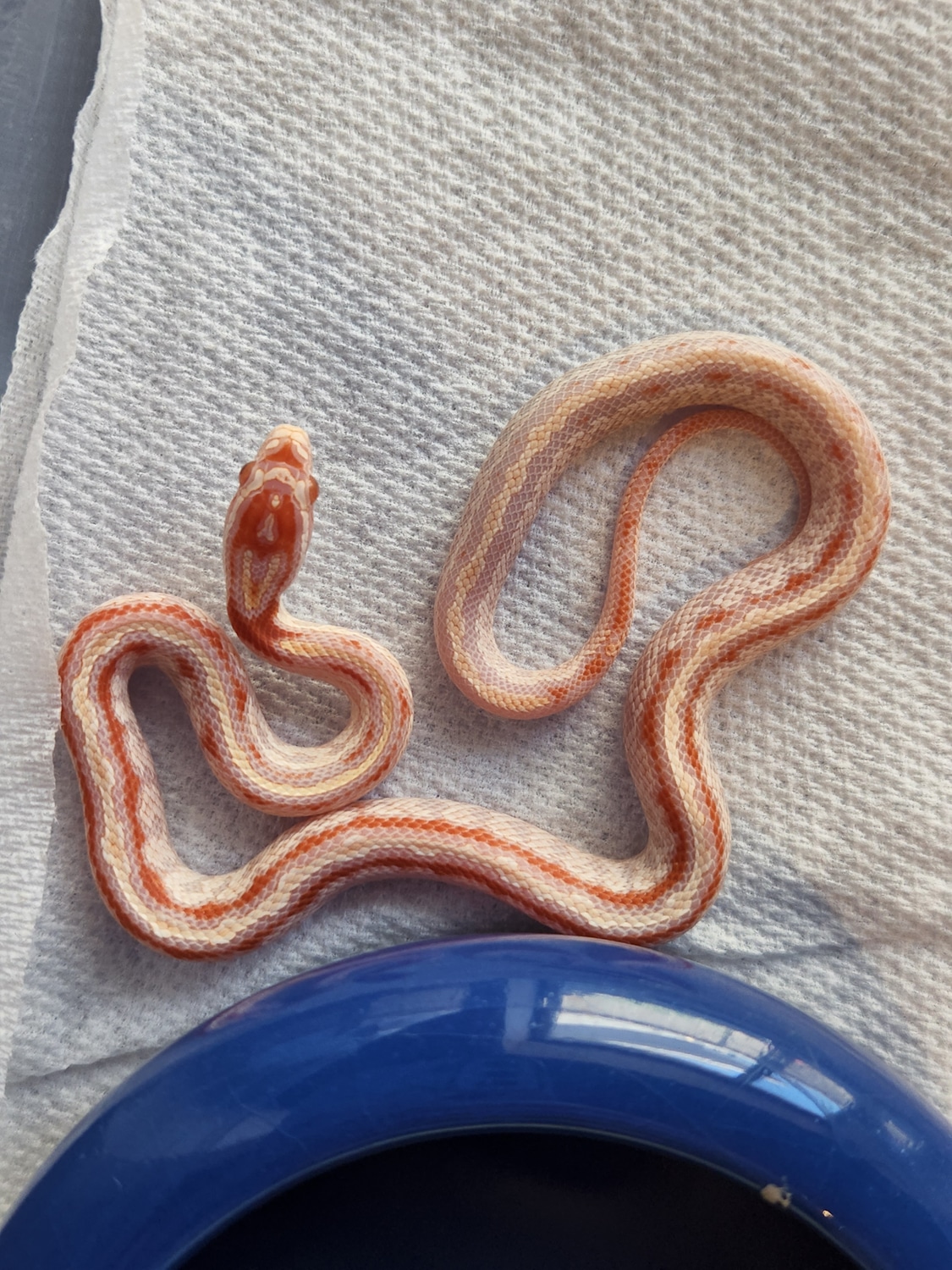Extreme Reverse Okeetee Tessera Corn Snake by Brit Martin - MorphMarket