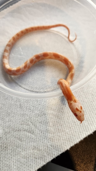 Mandarin Bloodred Ph Hypo, Caramel Corn Snake by Brit Martin