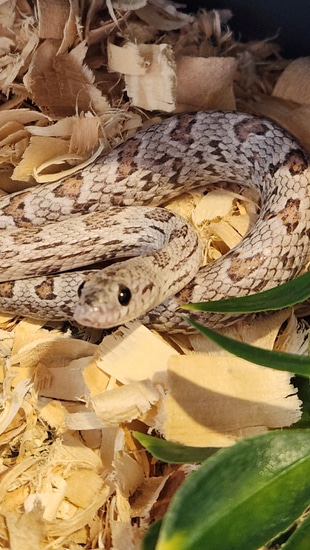 Pet-only Male Shatter Corn Snake by Brit Martin