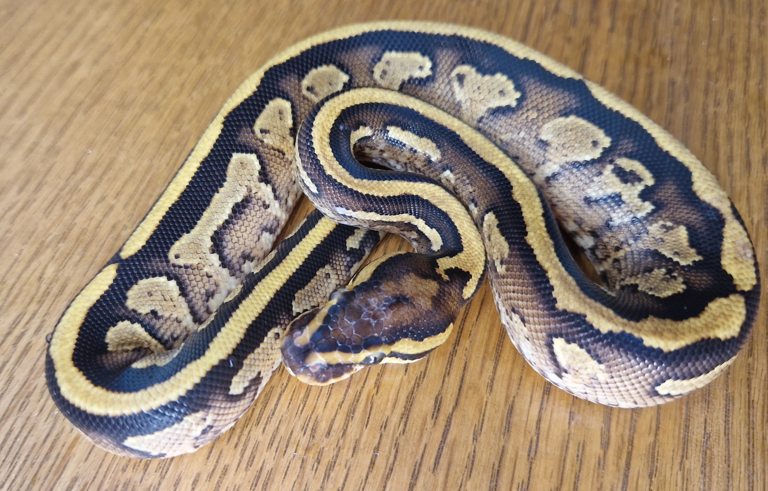 Phantom Asphalt Specter Ball Python by Markus B Balls - MorphMarket