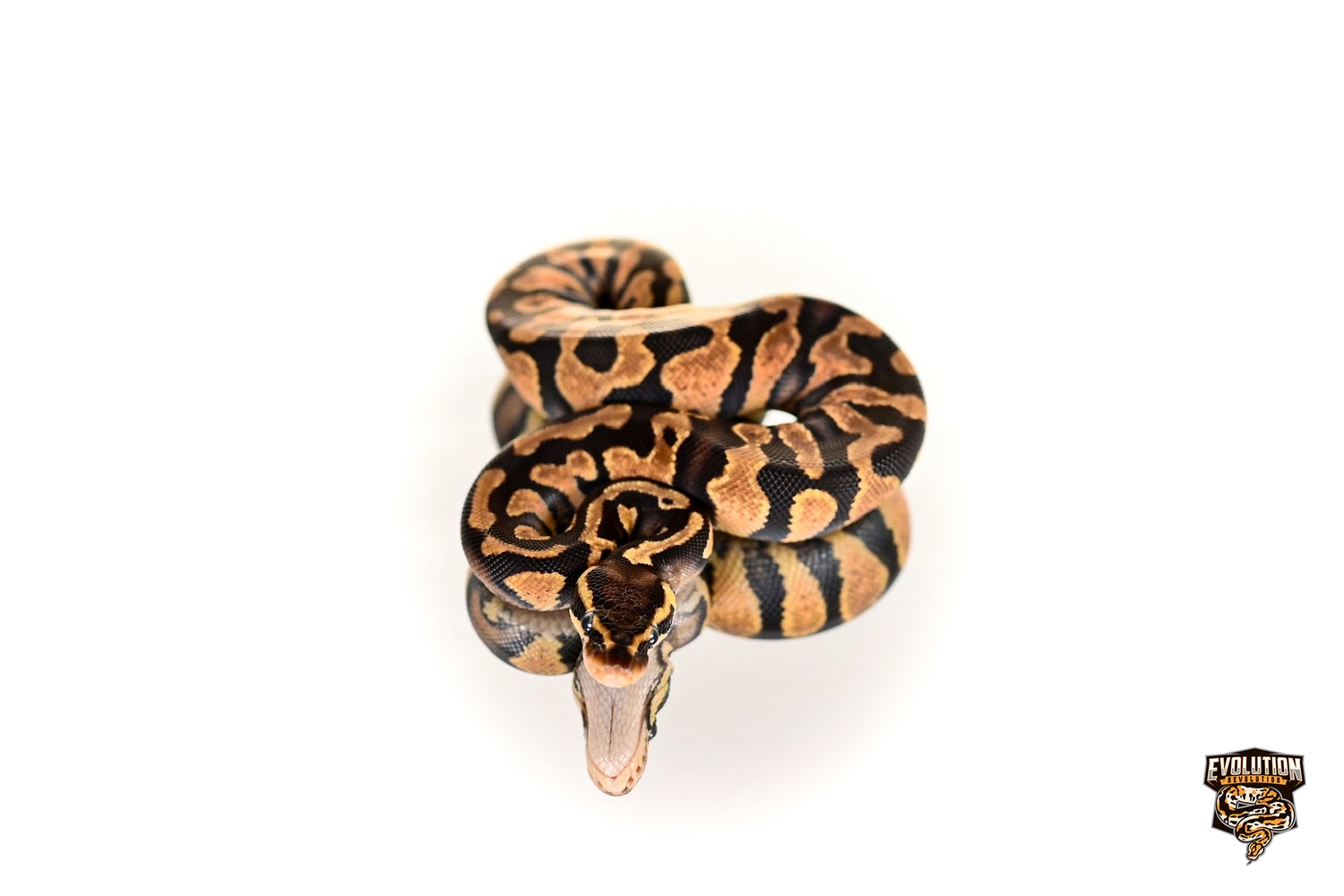 Pastel Yellow Belly Het Lavender Albino Het Pied Ball Python by Evolution Revolution - MorphMarket