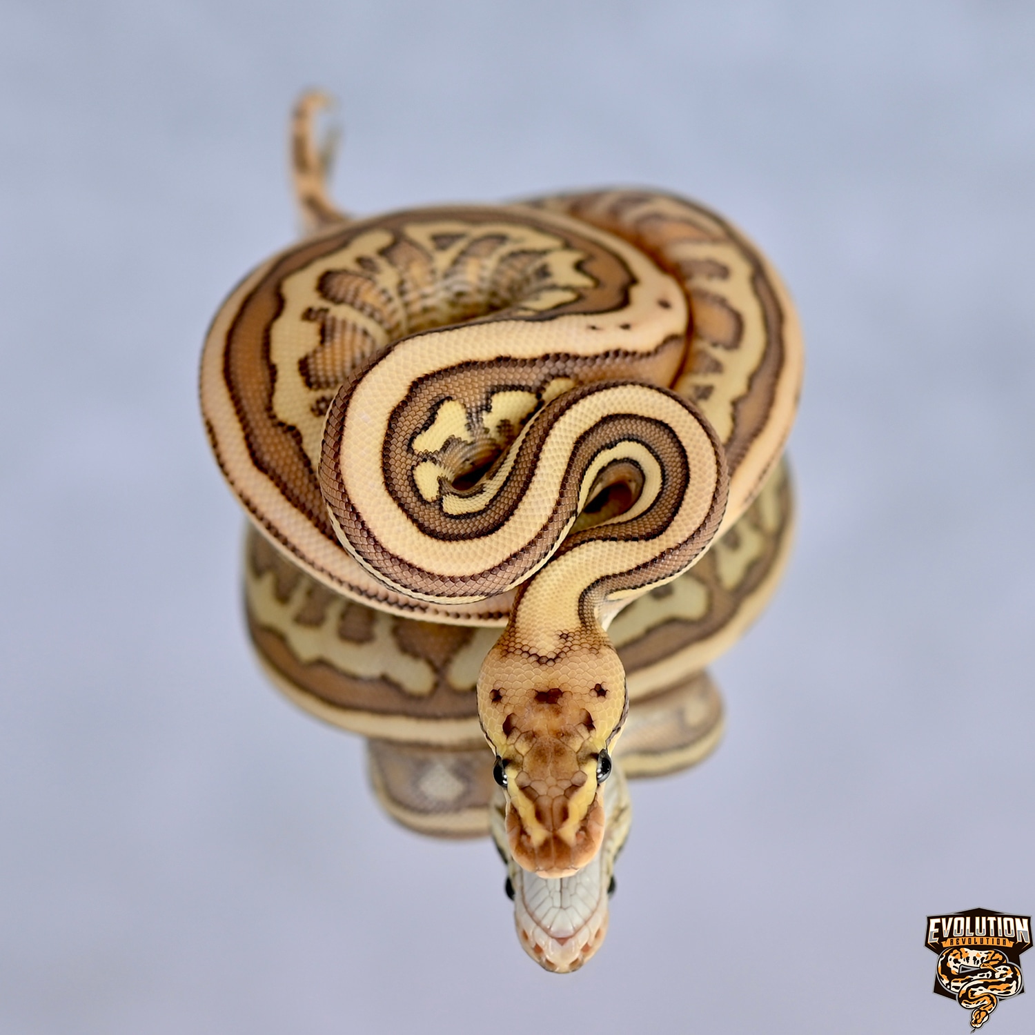 Lesser Leopard Spotnose 66% Het Clown (Probable Orange Dream) Ball ...