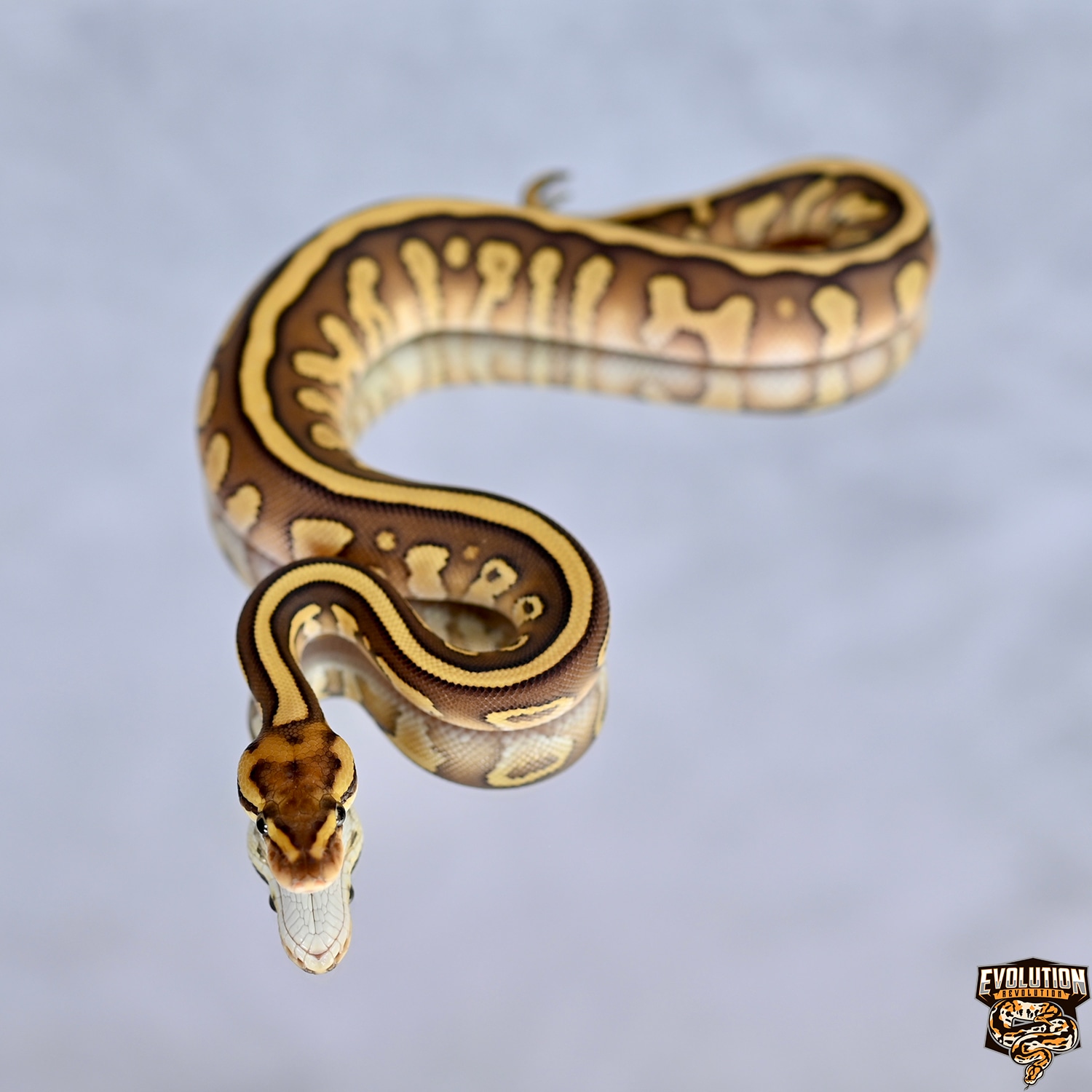 Lesser Leopard 66% Het Clown (Possible Orange Dream) Ball Python by ...