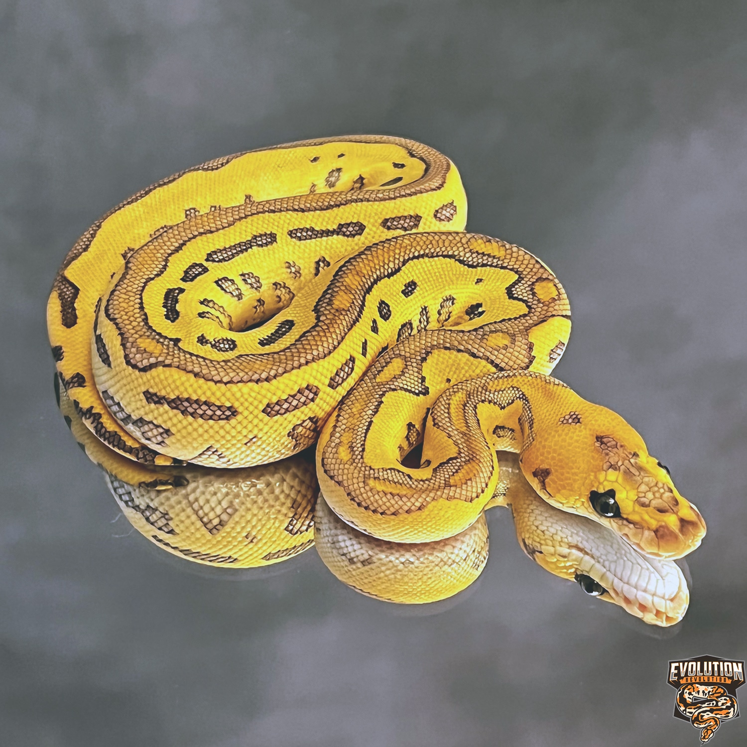 Lesser Orange Dream Batman Ball Python by Evolution Revolution - MorphMarket
