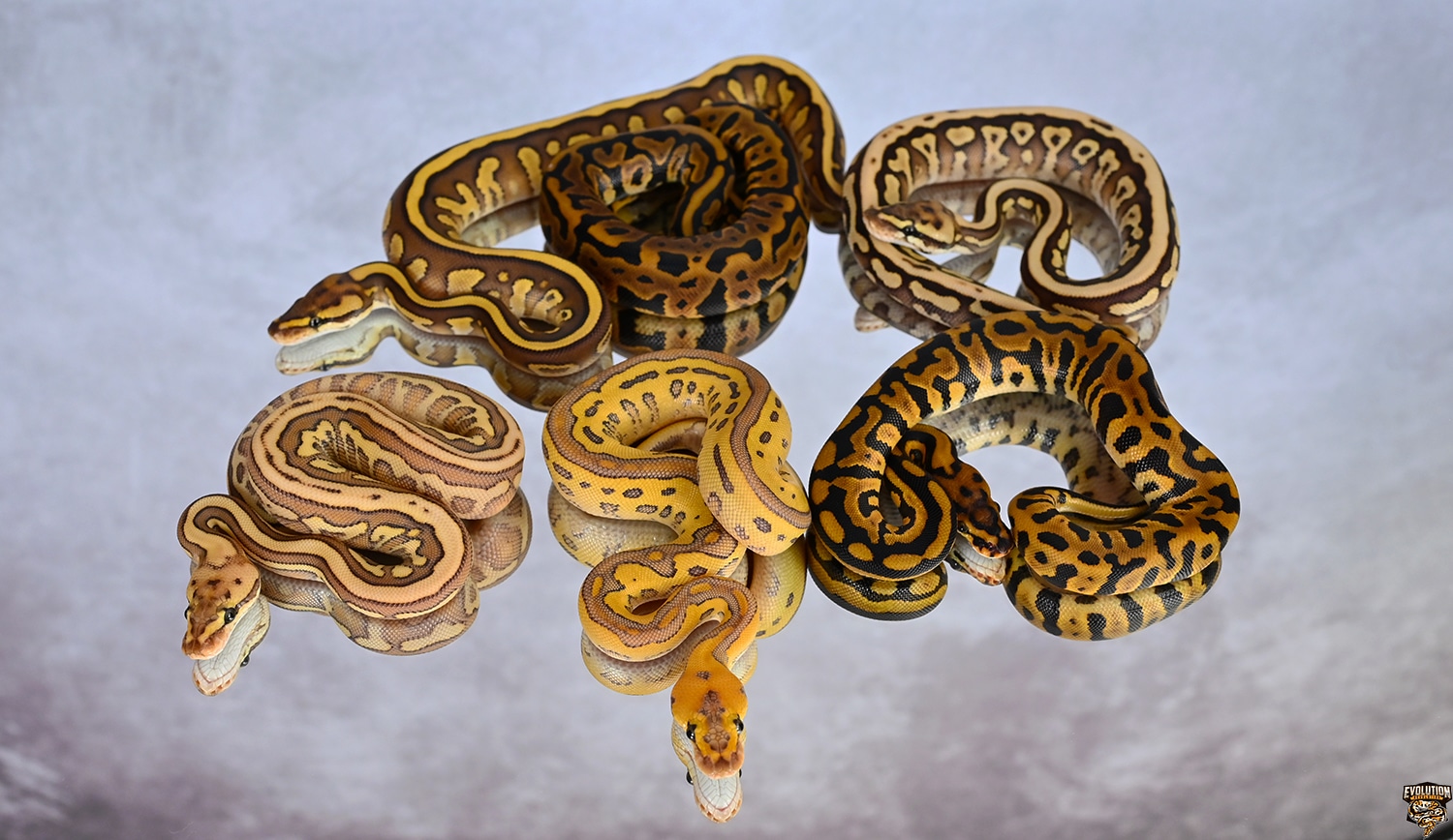 Lesser Orange Dream Batman Ball Python by Evolution Revolution - MorphMarket