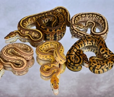 Lesser Orange Dream Batman Ball Python by Evolution Revolution ...