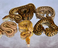 Lesser Orange Dream Batman Ball Python by Evolution Revolution - MorphMarket