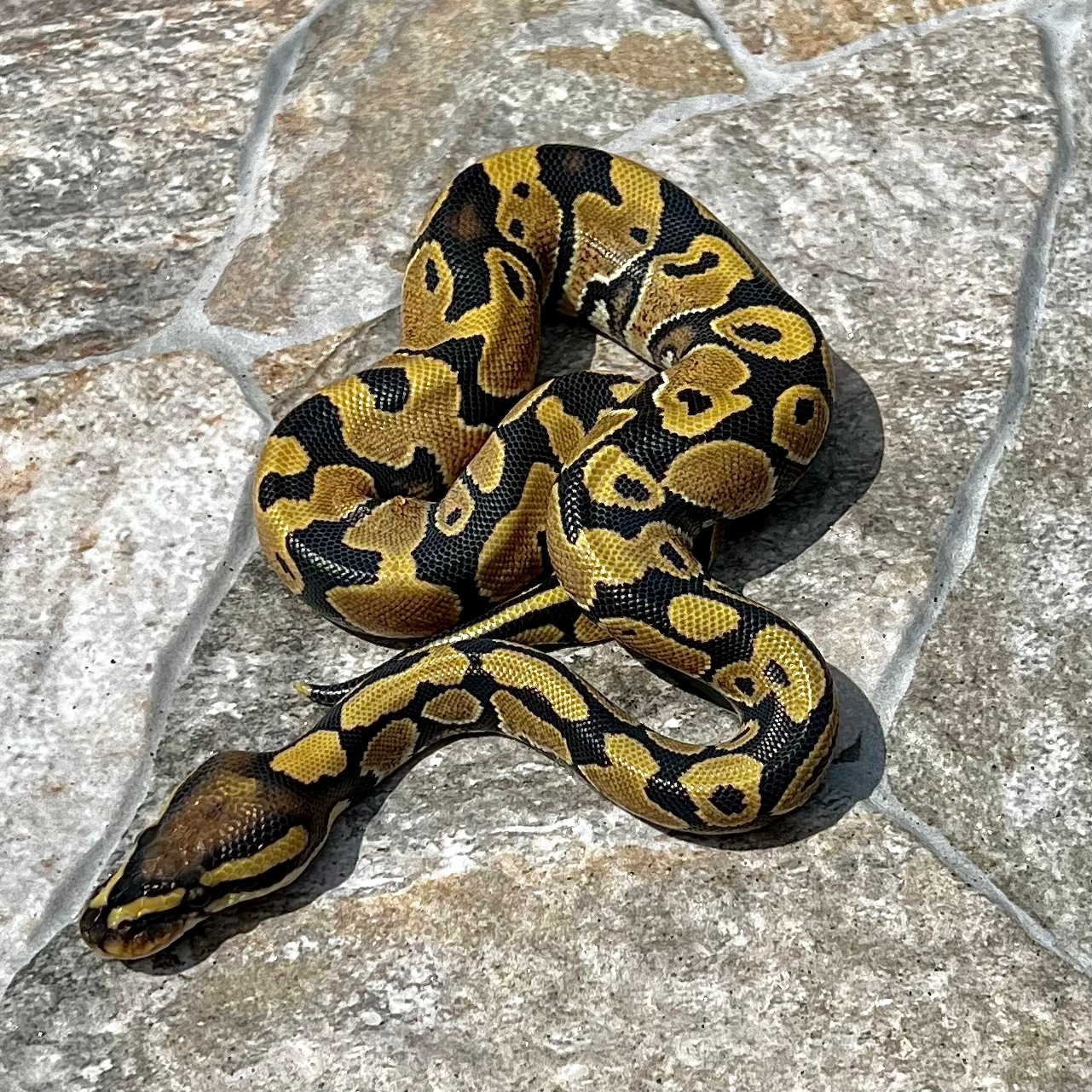Desert Ghost Het Hypo Ball Python by Evolution Revolution - MorphMarket