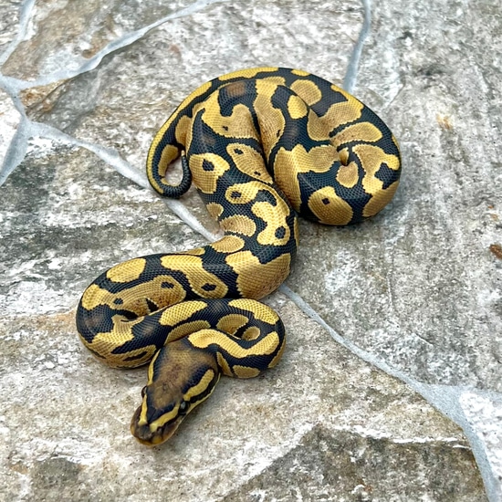 Desert Ghost Het Hypo Ball Python by Evolution Revolution