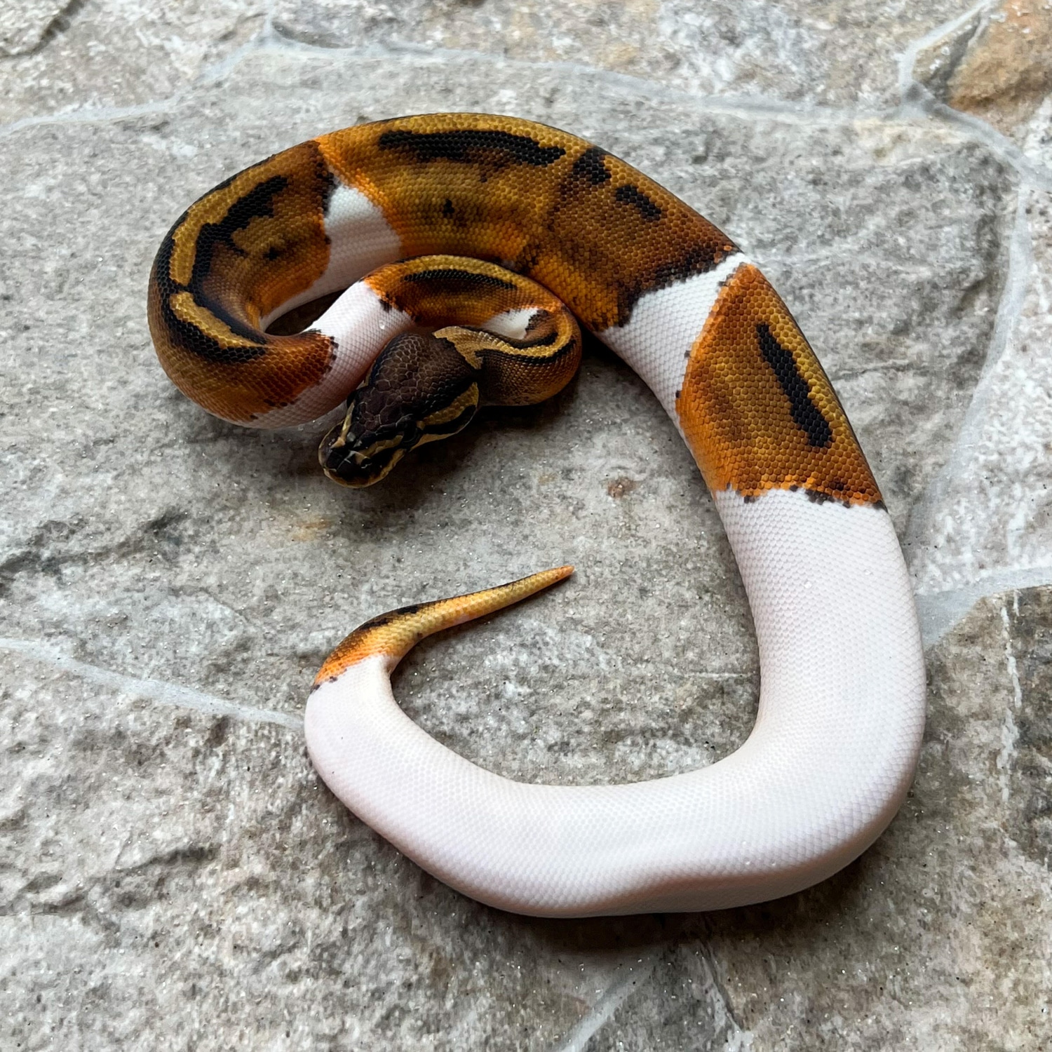 Pied Ball Python by Evolution Revolution - MorphMarket