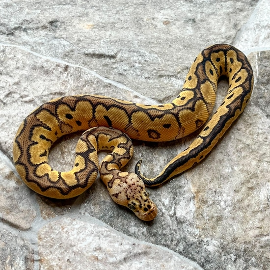 Pastel Clown Ball Python by Evolution Revolution