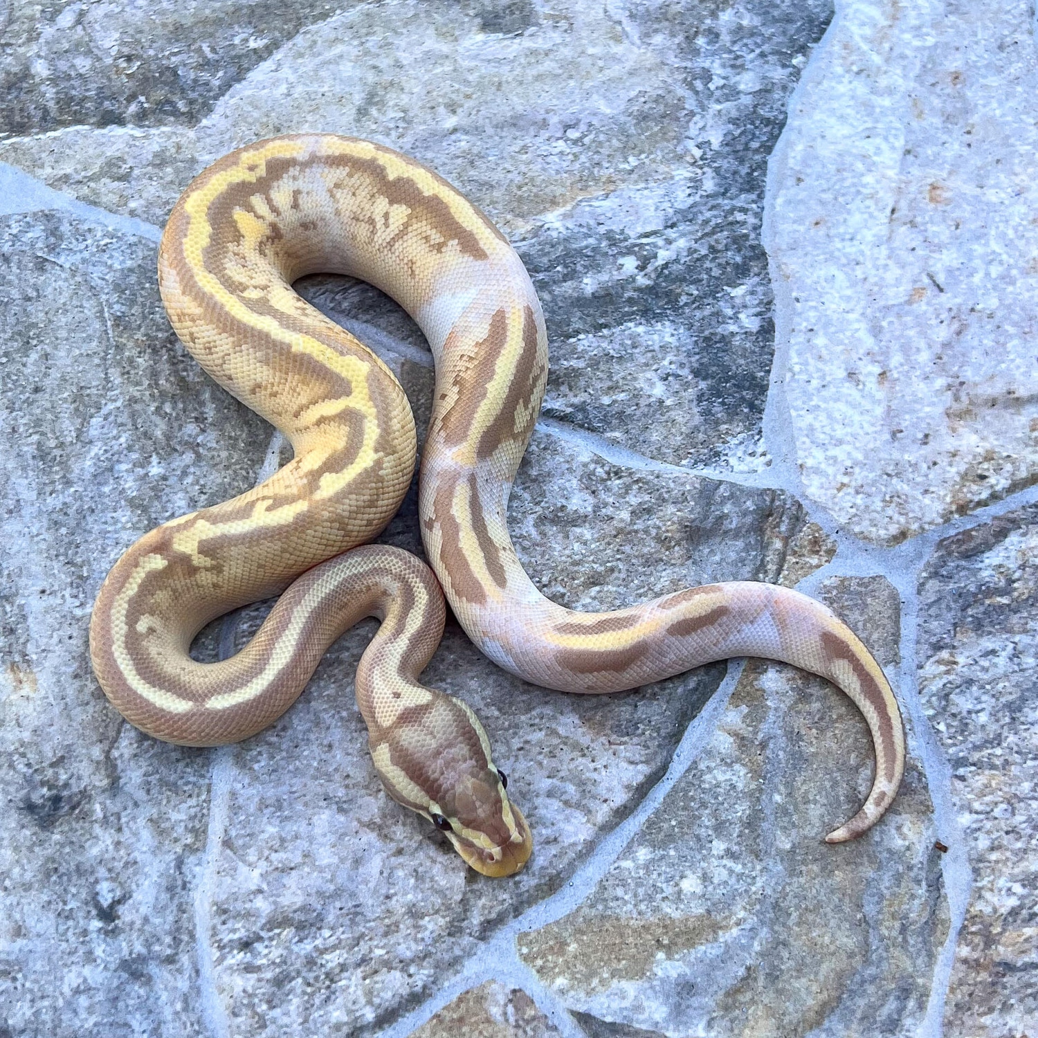 Pastel Banana Pied Ball Python by Evolution Revolution - MorphMarket