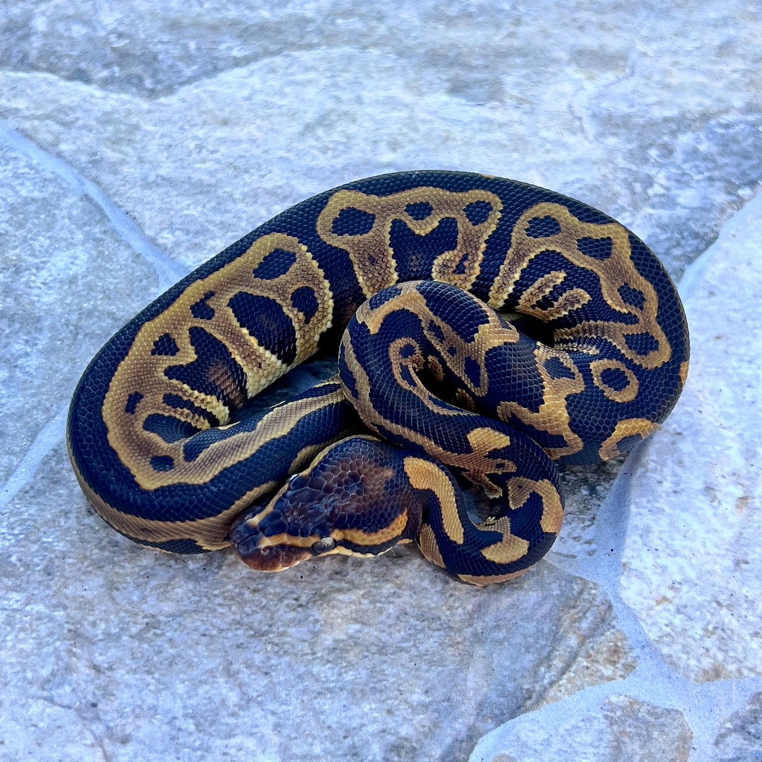 Leopard 66% Het Clown Ball Python by Evolution Revolution - MorphMarket