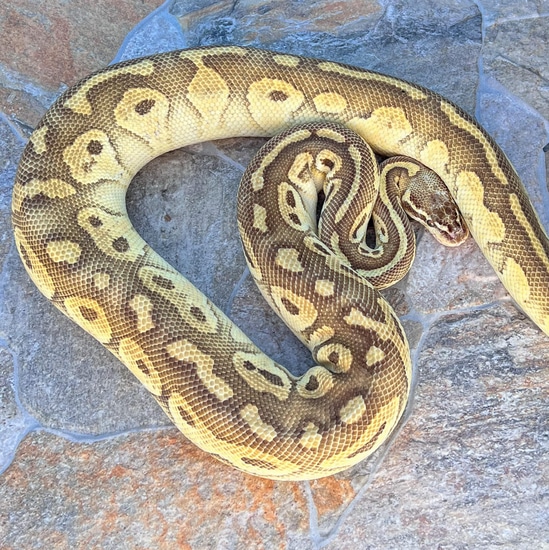 Super Pastel Lesser Ball Python by Evolution Revolution