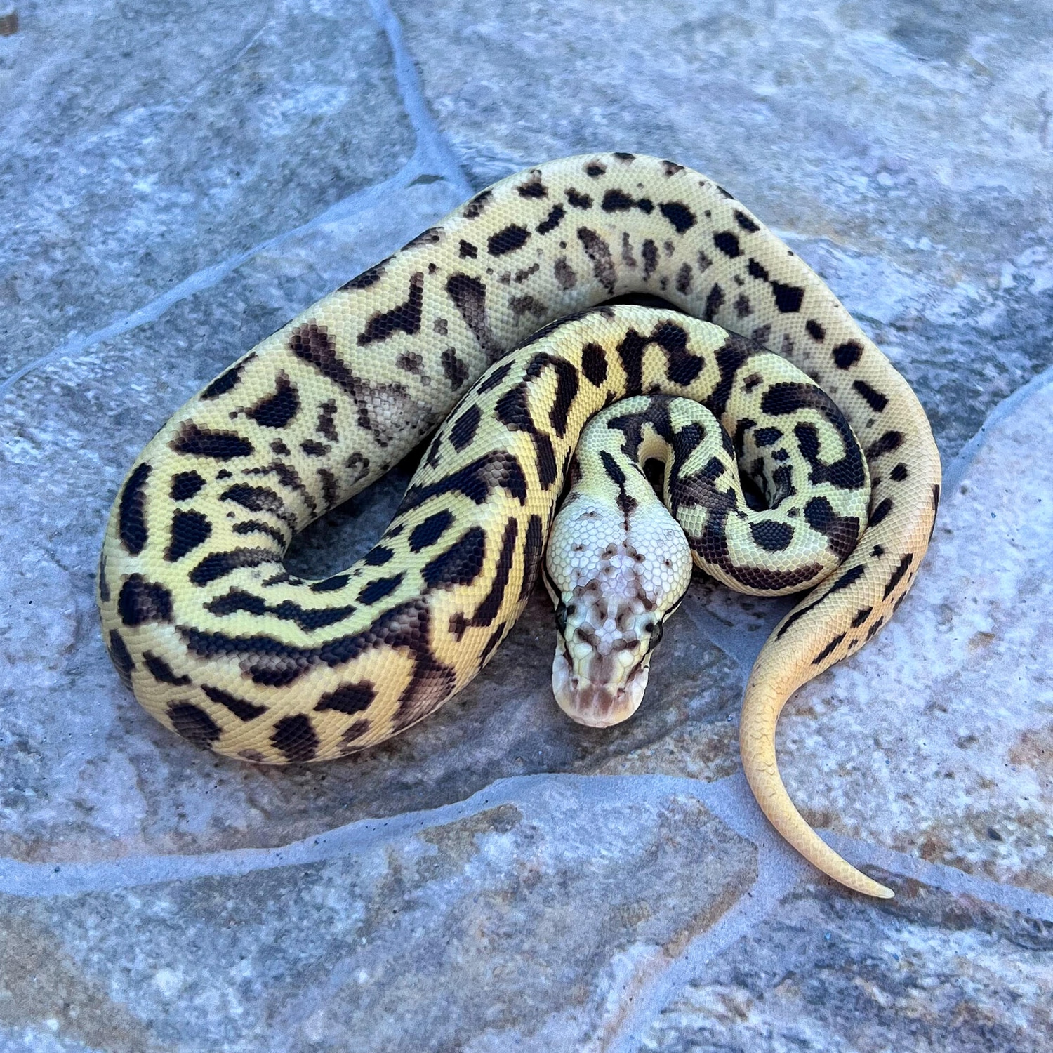 Fire Pastel Leopard Spotnose 66% Het Clown Ball Python by Evolution ...
