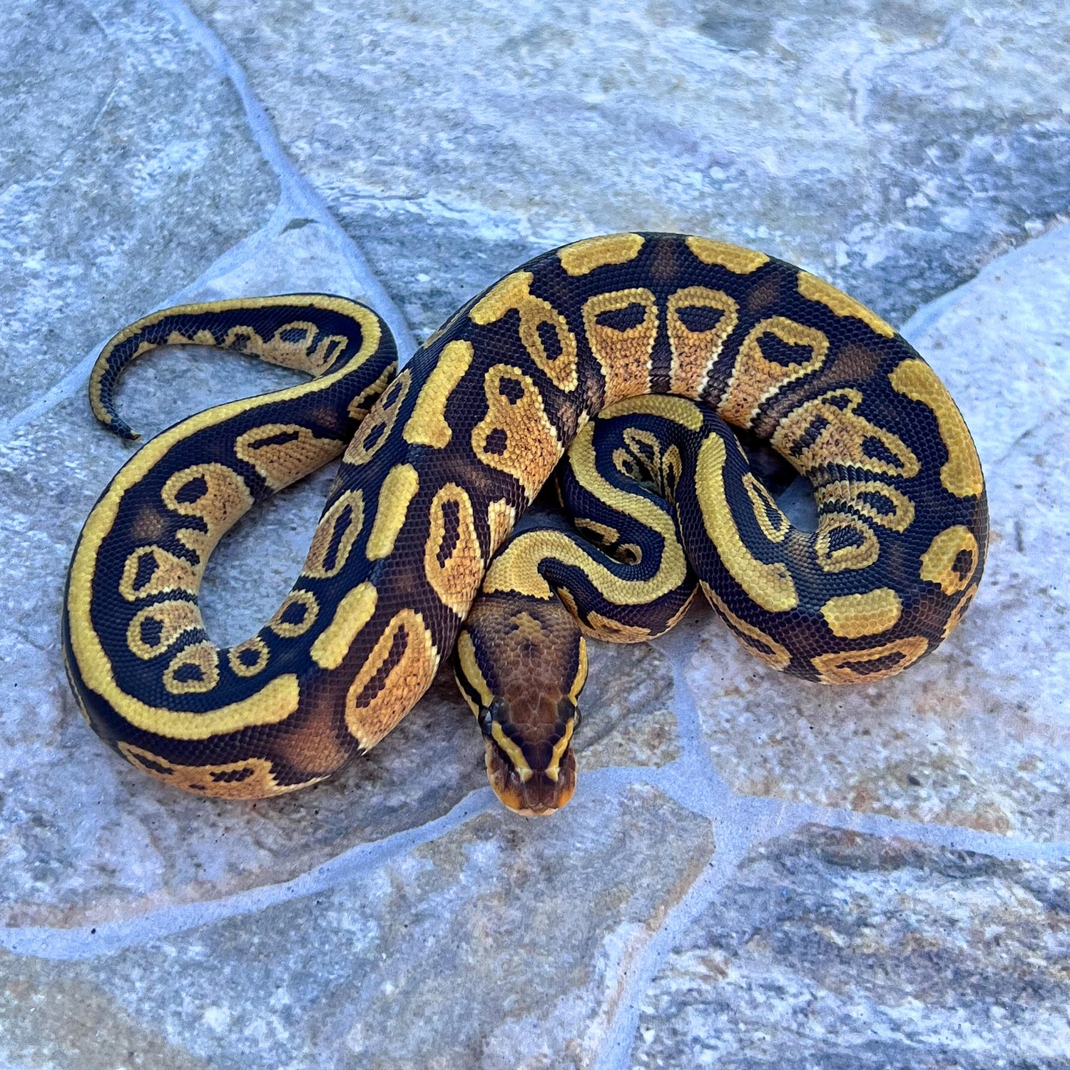 Fire 66% Het Clown Ball Python by Evolution Revolution - MorphMarket
