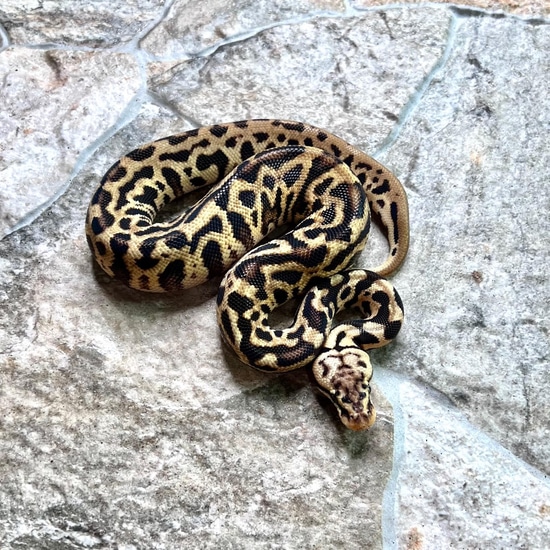 Pastel Leopard Spotnose 66% Het Clown Ball Python by Evolution Revolution
