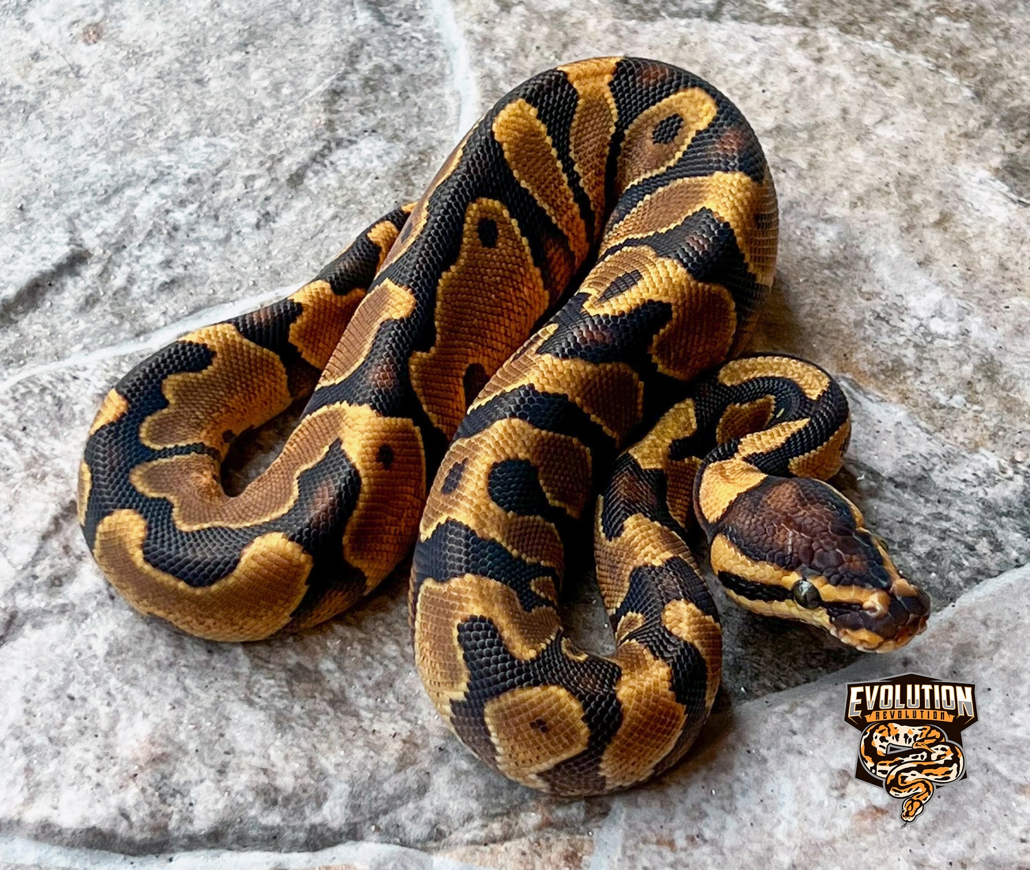 Enchi Yellow Belly Het Clown Ball Python by Evolution Revolution ...