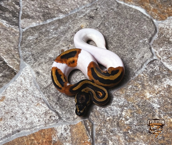 Pied Het Clown Ball Python by Evolution Revolution