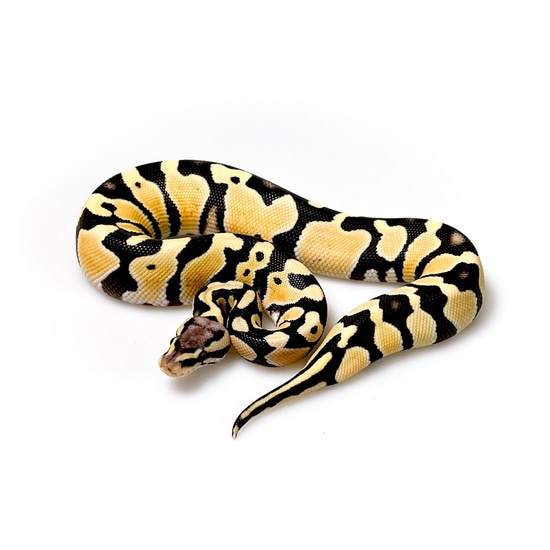 Pastel Desert Ghost Het Hypo Ball Python by Evolution Revolution