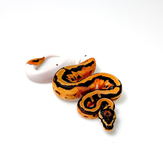 Pied Het Clown Ball Python by Evolution Revolution