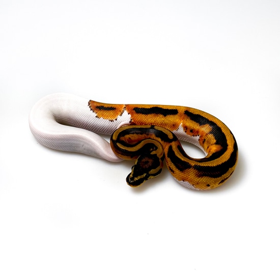 Pied Het Clown Ball Python by Evolution Revolution