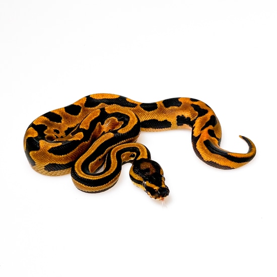 Orange Dream Yellow Belly Leopard Het Pied 50% Het Lavender Albino Ball ...