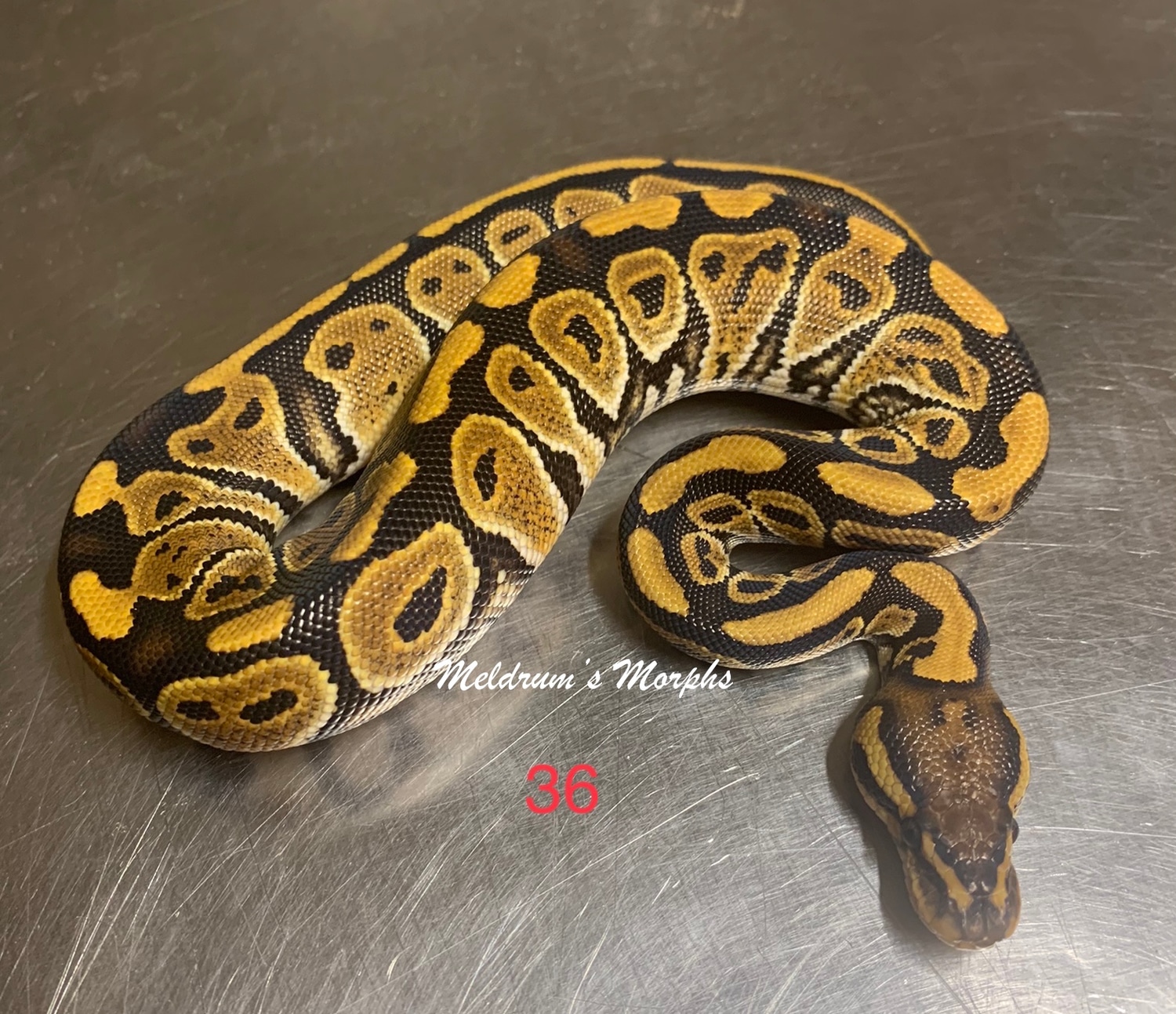 DH Ultramel Clown Ball Python by Meldrum's Morphs - MorphMarket