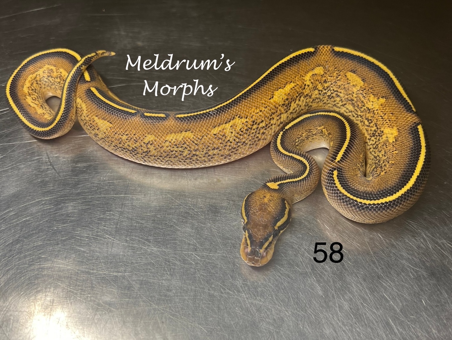 Freeway Ball Python by Meldrum's Morphs - MorphMarket