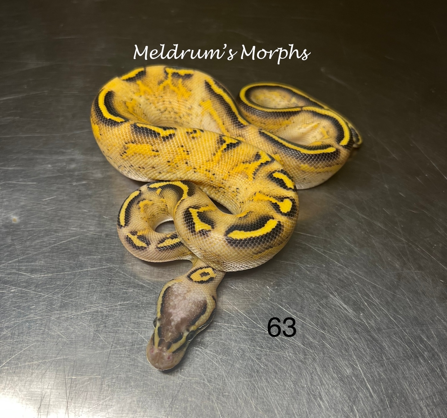 Pastel Freeway Ball Python by Meldrum's Morphs - MorphMarket