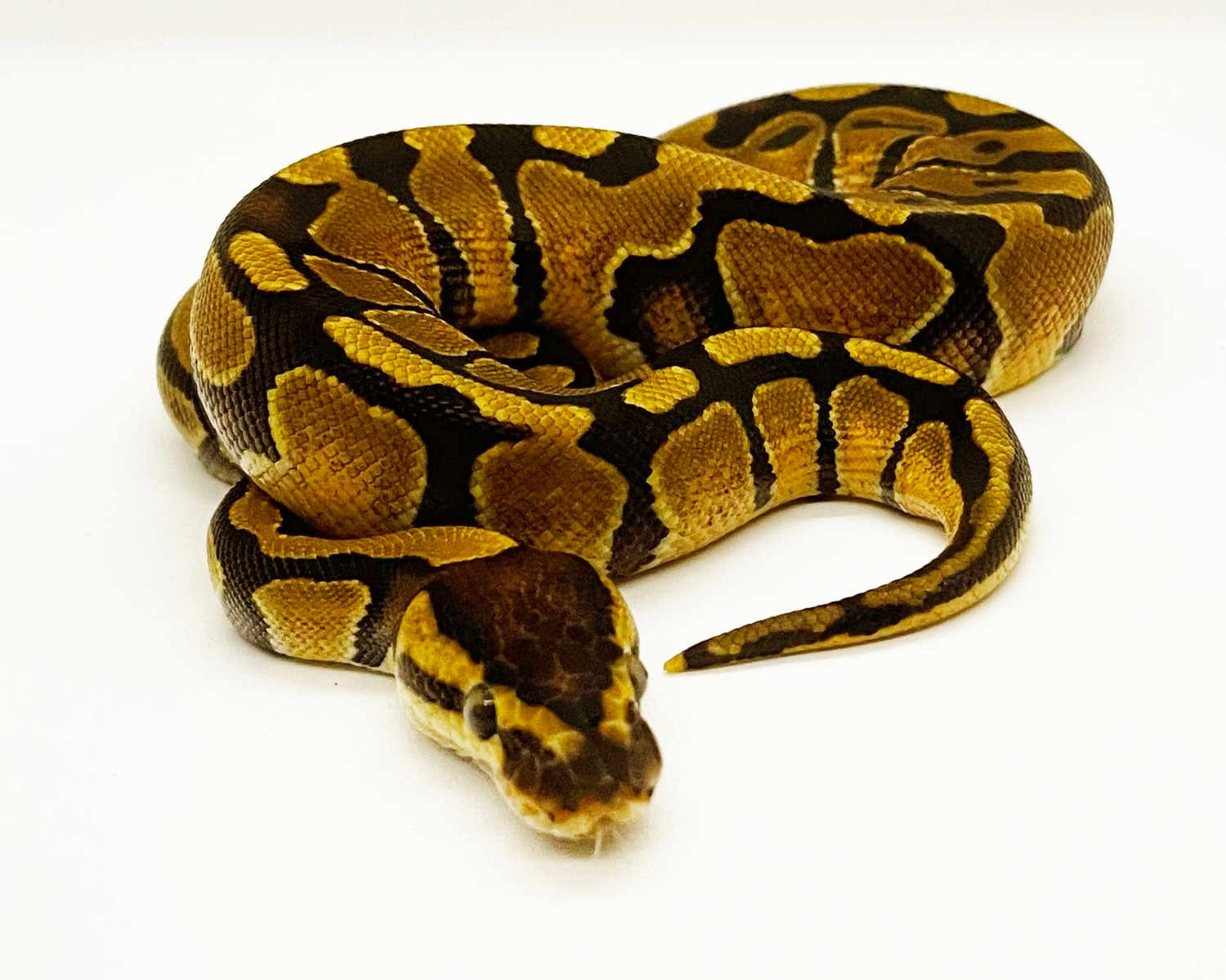 Enchi 100% Het Clown Ball Python by B.a.d. Balls - MorphMarket US & Canada