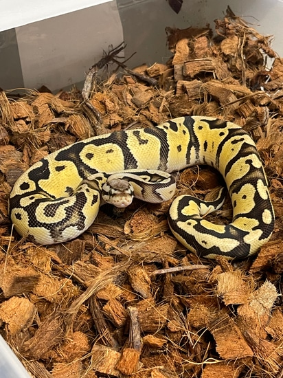 Enchi Citrus Super Pastel Fire/Russo YB 100% Het Clown Ball Python by B ...