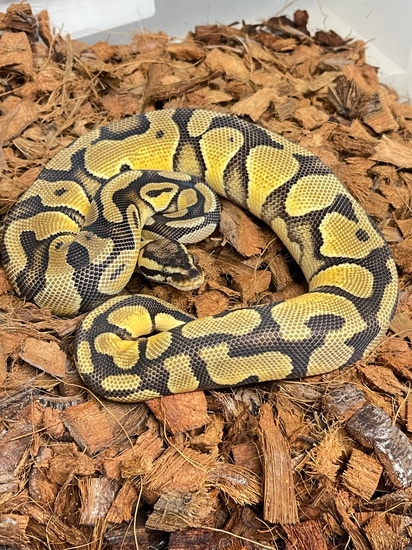 Enchi Citrus Pastel YB 100% Het Clown Poss Fire/russo Ball Python by B ...
