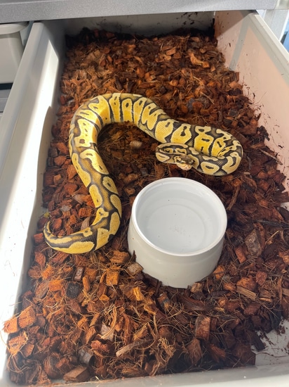 Pastel Jungle Ball Python by B.a.d. Balls