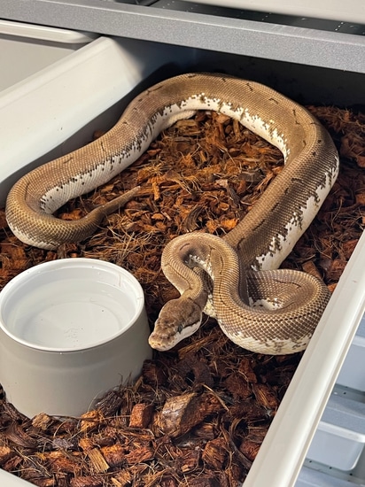 Enchi Spinner Ball Python by B.a.d. Balls