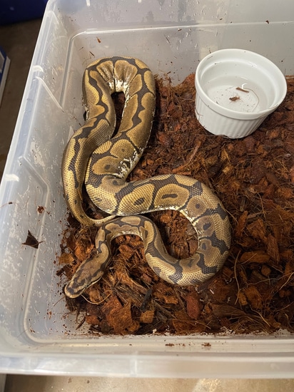 Spider Het Pied Ball Python by B.a.d. Balls
