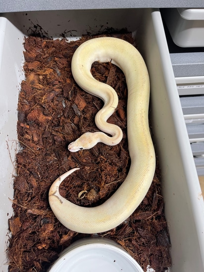 Champagne Ball Python by B.a.d. Balls