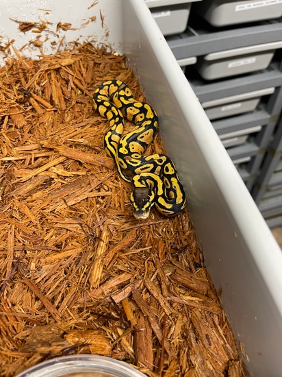 Pastel Yellow Belly / Gravel Ball Python by B.a.d. Balls
