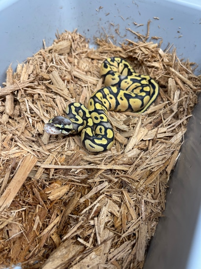 Pastel Yellow Belly / Gravel Ball Python by B.a.d. Balls