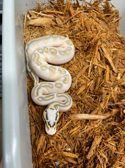 Super Pastel Highway Ball Python by B.a.d. Balls